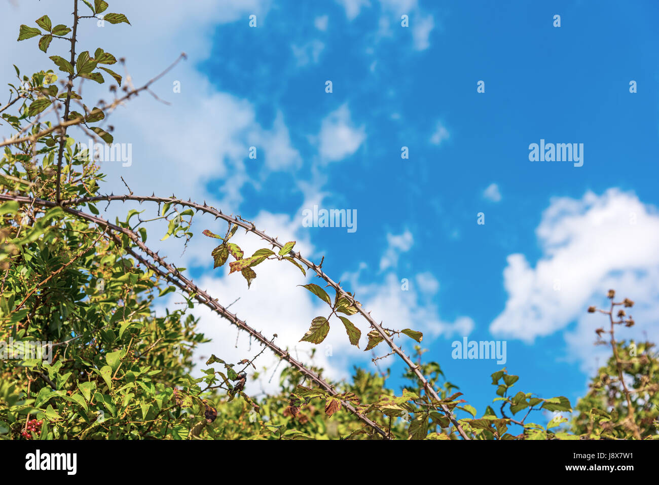 Bramble under a blue sky in the springtime Stock Photo - Alamy