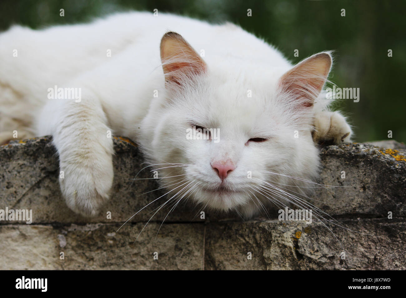 white single homeless cat with orange eyes is posing outdoors on a ...