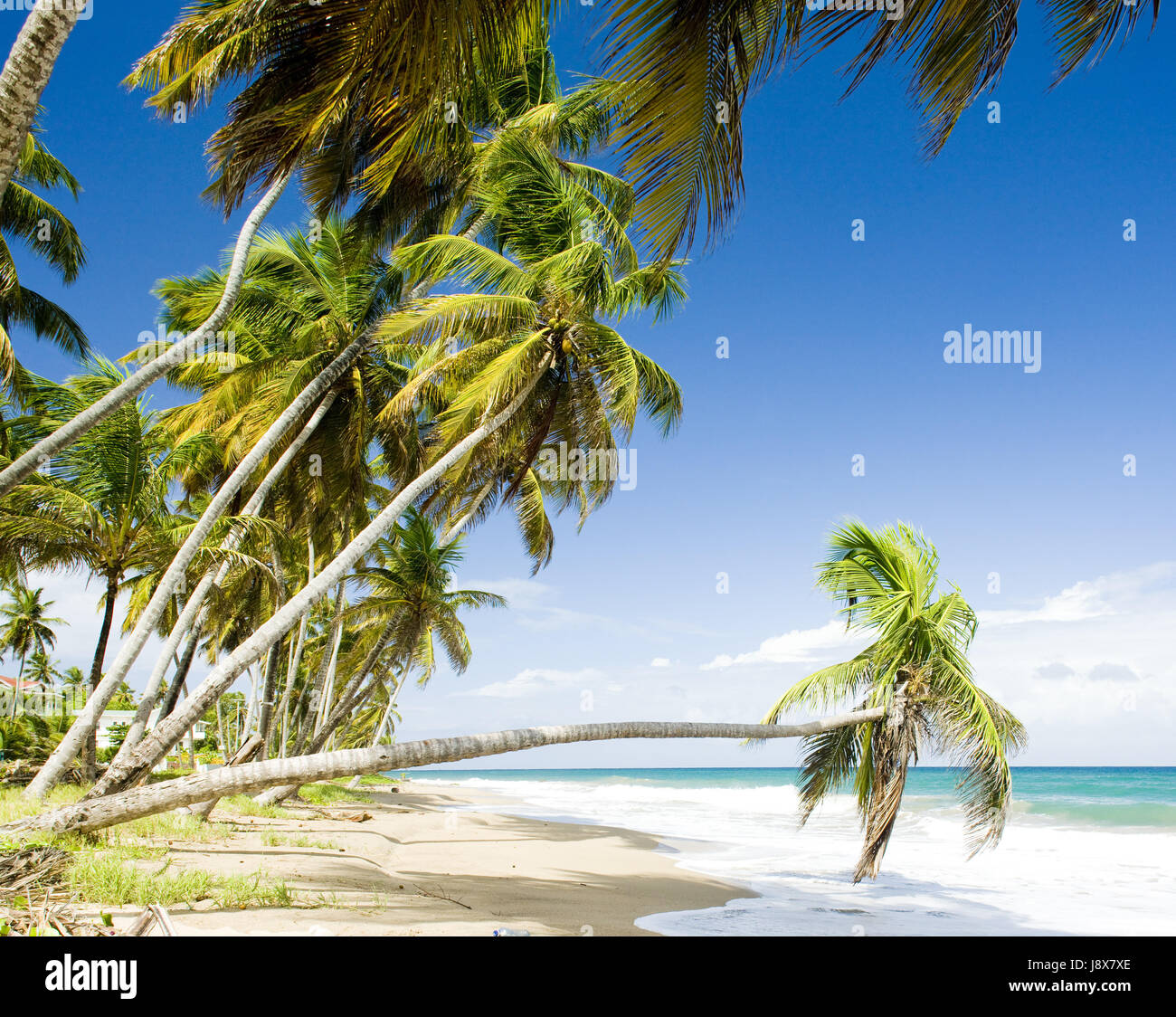 beach, seaside, the beach, seashore, travel, tree, trees, holiday ...