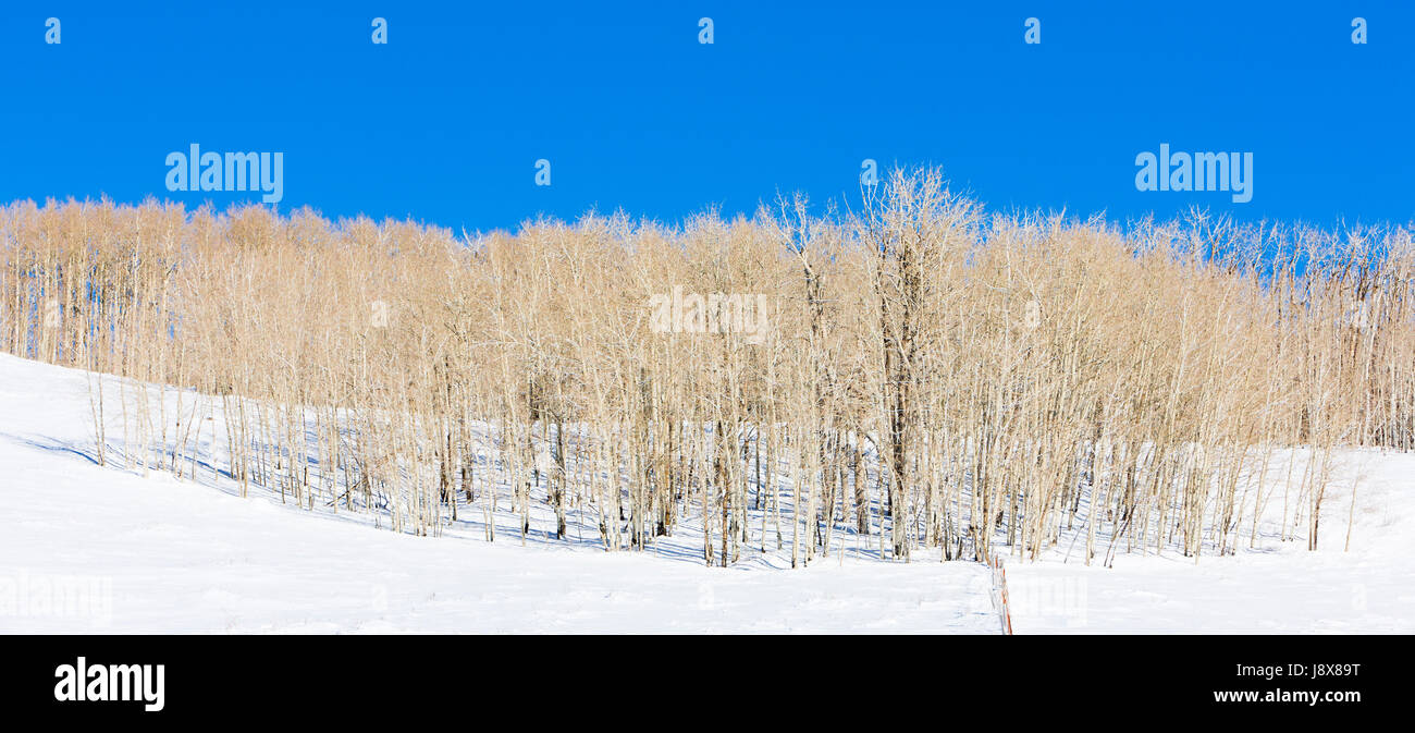 usa, nature, tree, trees, winter, snow, coke, cocaine, material, drug ...