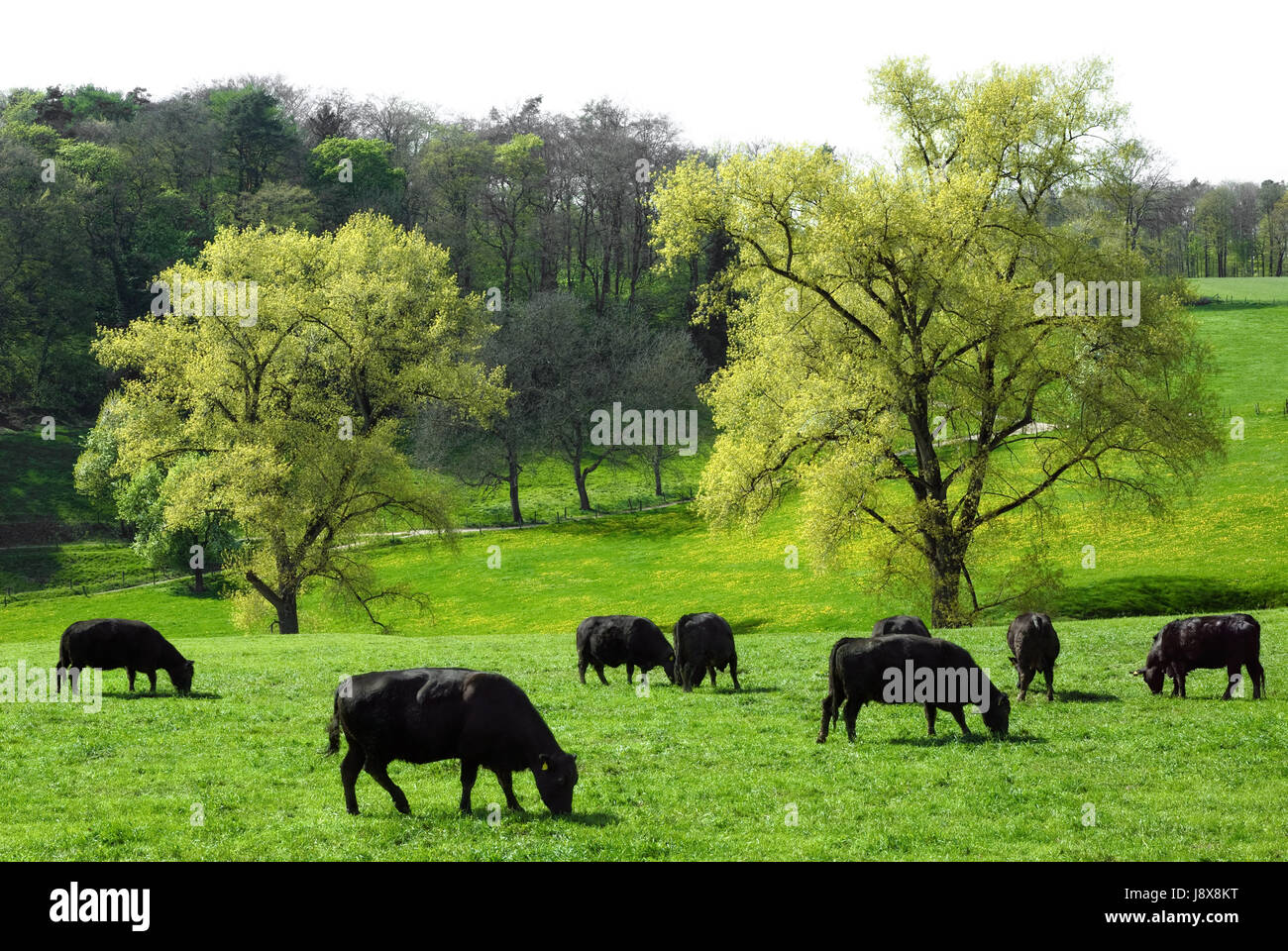 idyllic landscape with grazing cows Stock Photo - Alamy