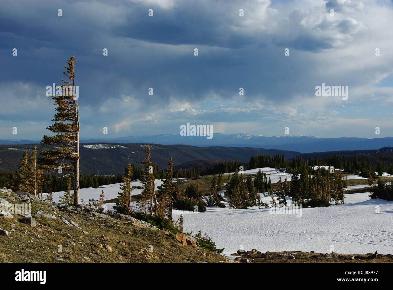 tree, windy, plateau, snow, meadow, grass, lawn, green, forest, stones ...