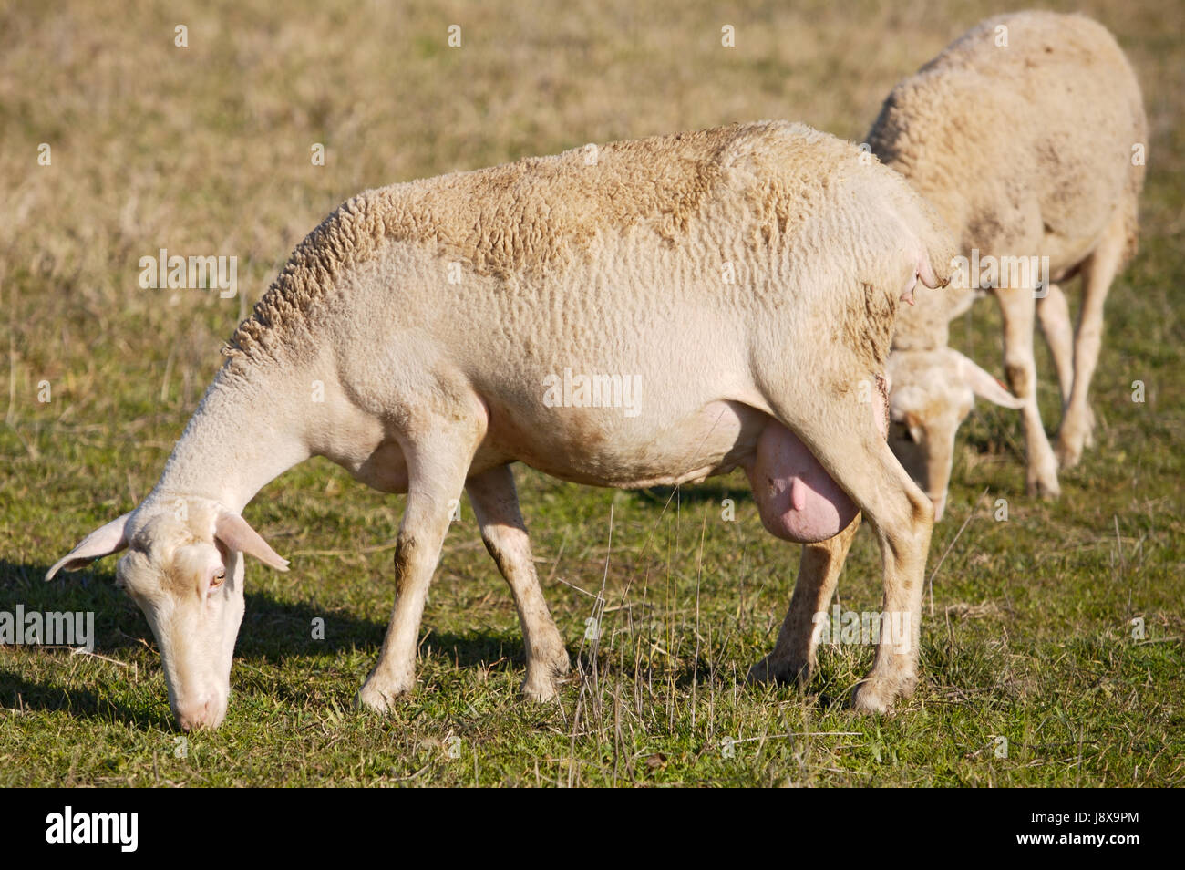 animal, animals, agriculture, farming, sheep, wool, hungry, farm ...