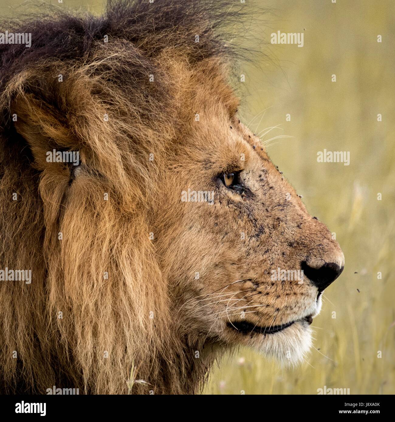 Beautiful African Wildlife Stock Photo - Alamy