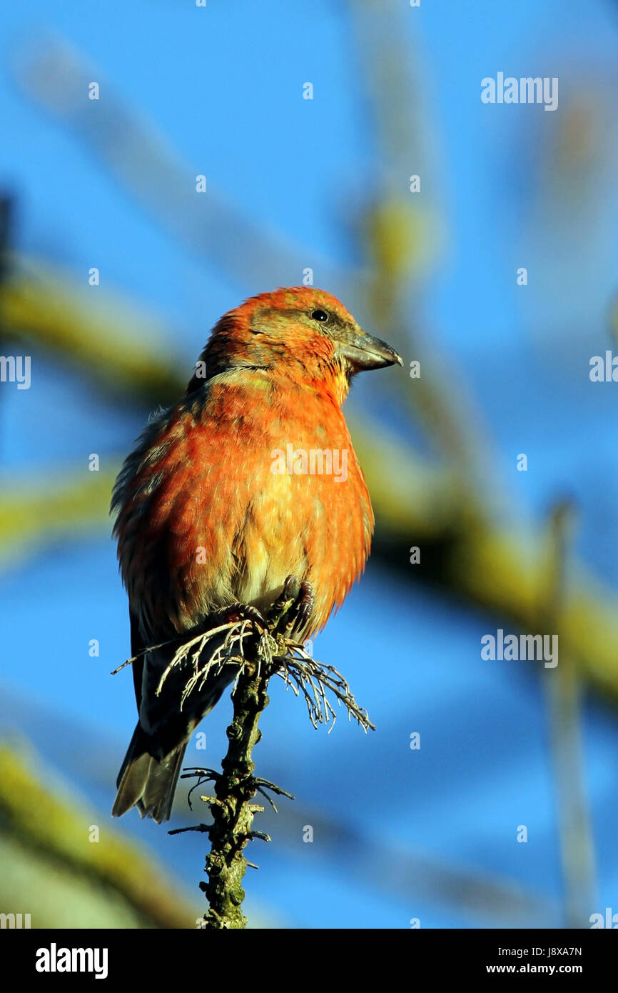 male, singing-bird, bobolinks, male, singing-bird, bobolinks Stock ...
