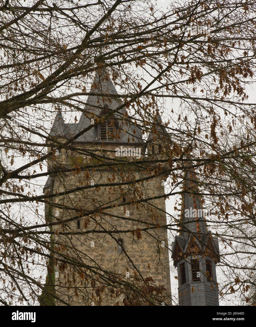 tree, fairy tale, idea, perspective, point of view, approach, view ...