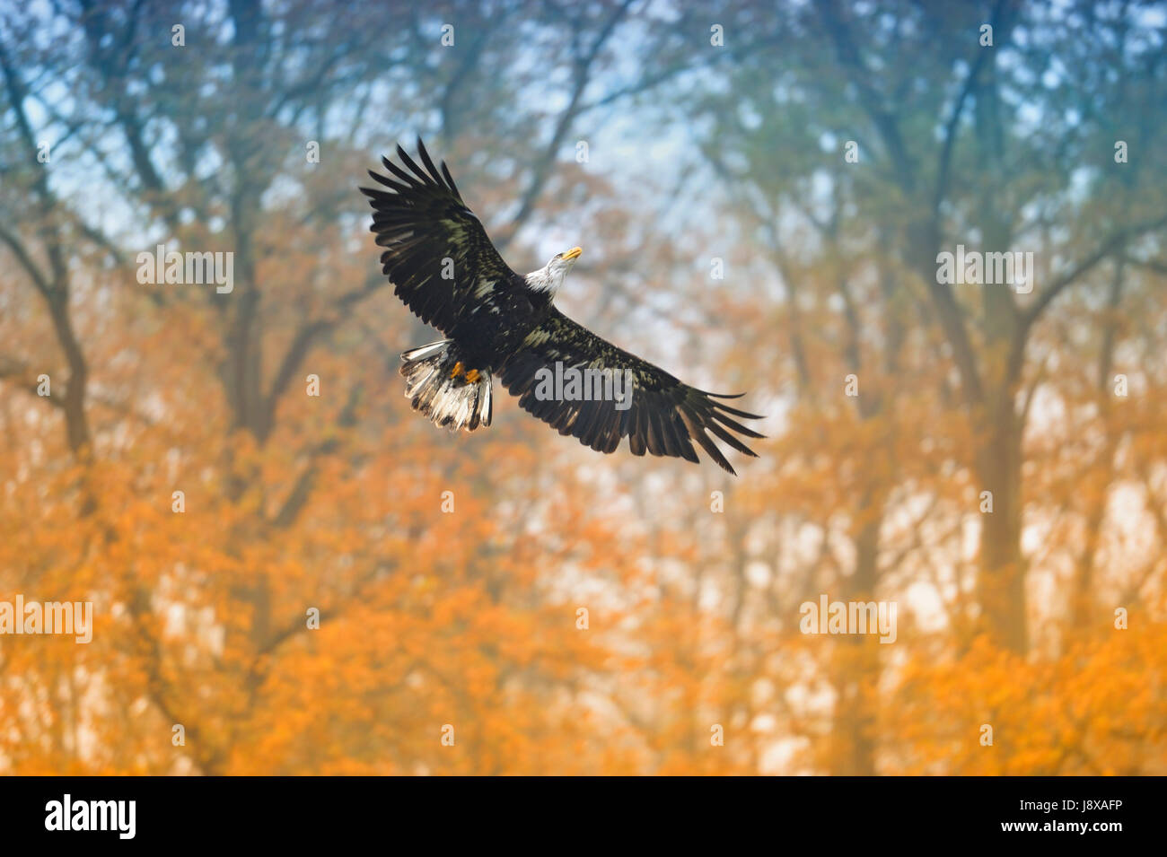 bald eagle in flight Stock Photo - Alamy