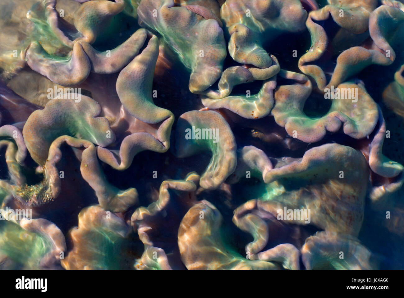 reef, polyps, coral, underwater, purple, reef, dappled, low tide, navy ...