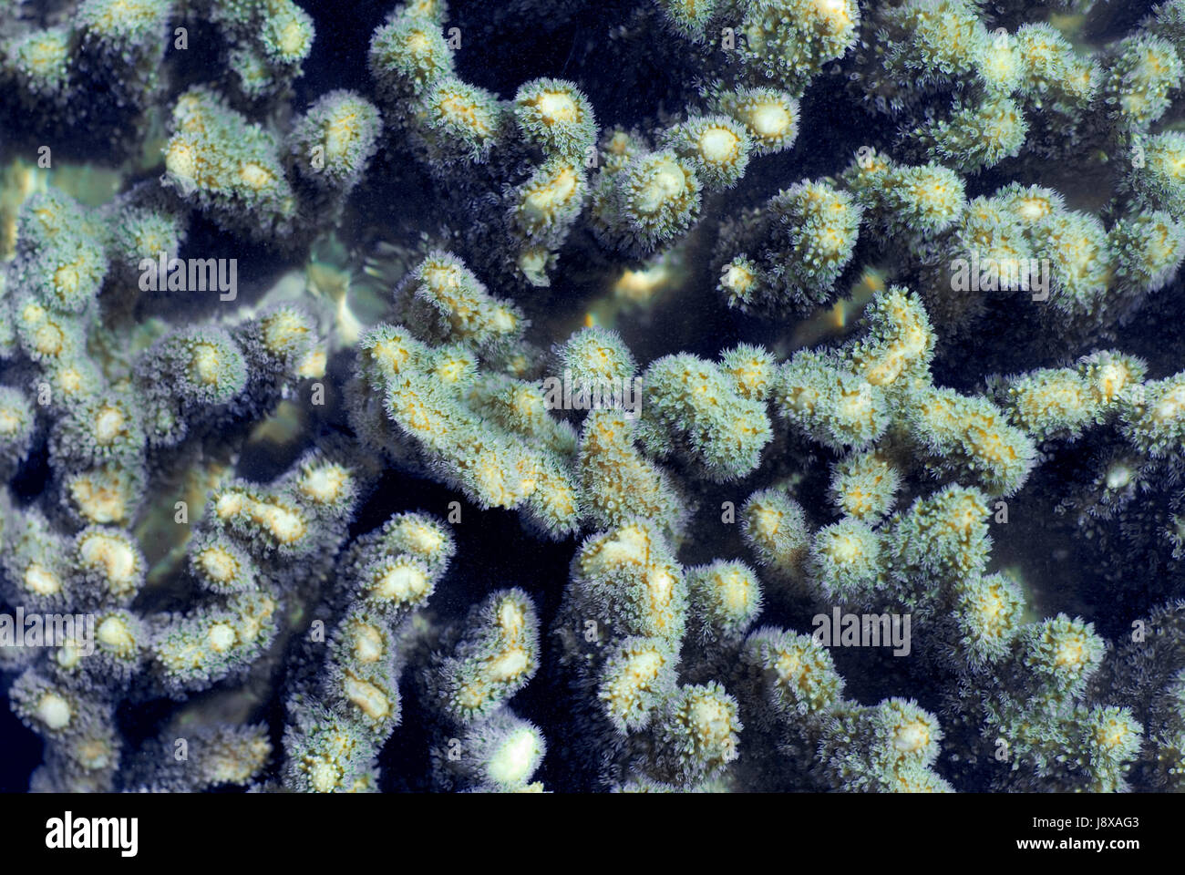 reef, polyps, coral, underwater, navy, marine, polyps, colorful ...