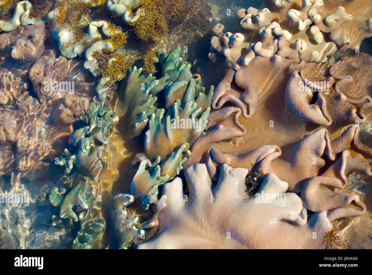 reef, polyps, coral, low tide, polyp, polyps, colorful, colors, colours ...