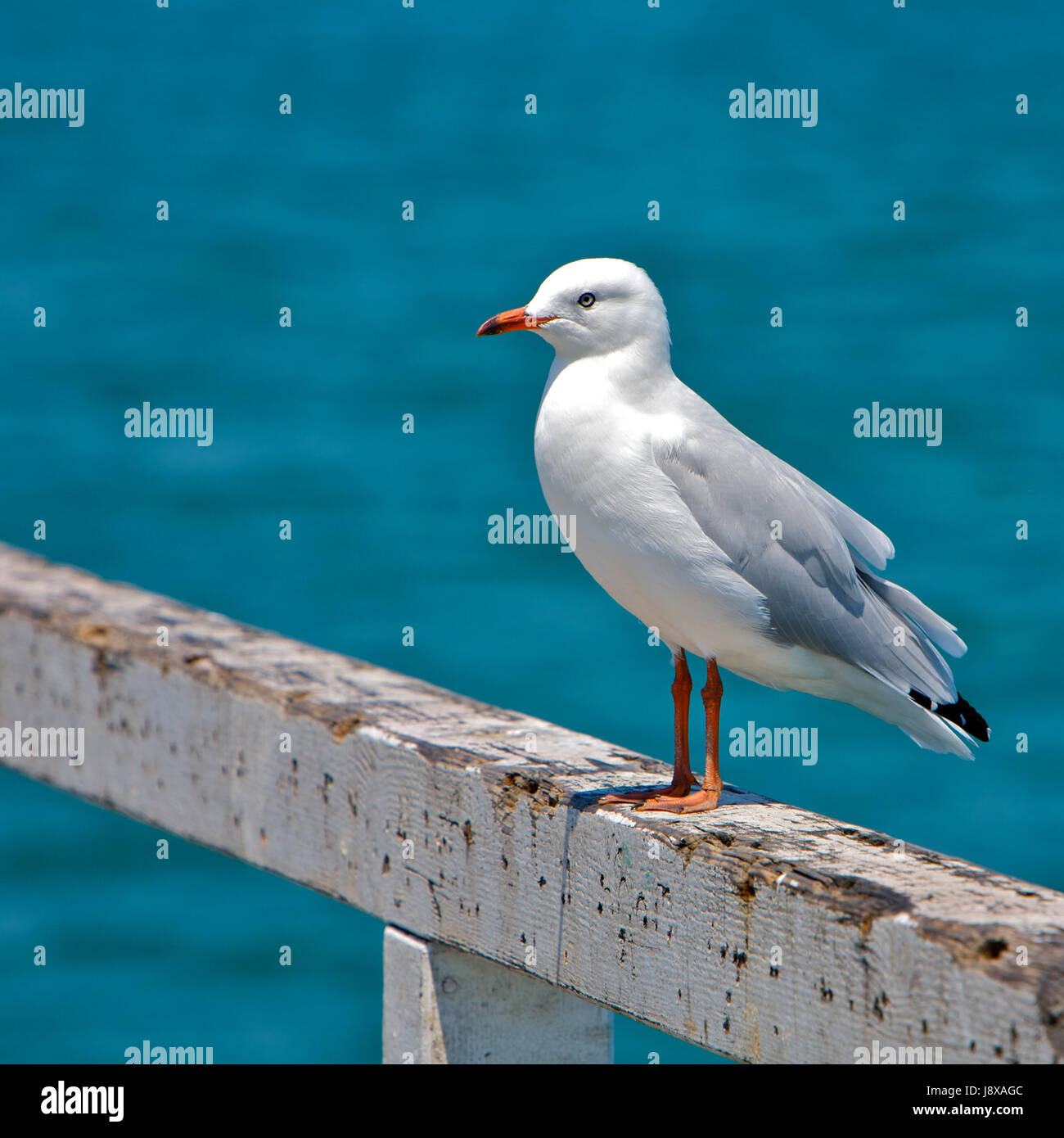 blue, bird, beach, seaside, the beach, seashore, coast, wildlife, salt ...