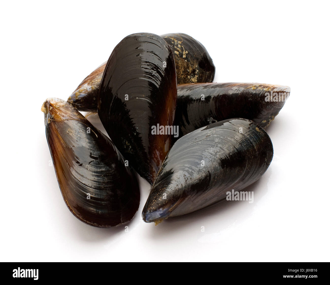 seafood, shells, mussels, blue, food, aliment, isolated, closeup, brown ...