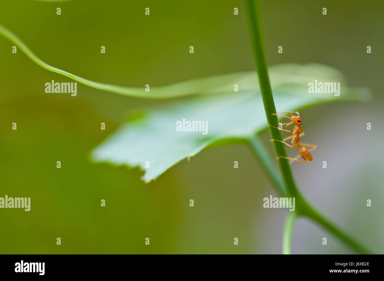 Ant exploring leaf hi-res stock photography and images - Alamy