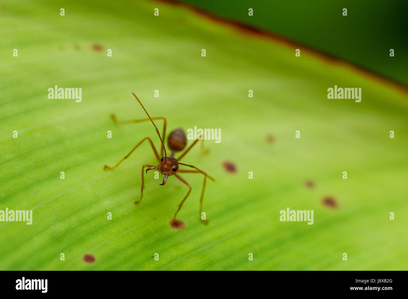 leaf, garden, animal, insect, ant, chaos, bug, nature, walk, go, going ...