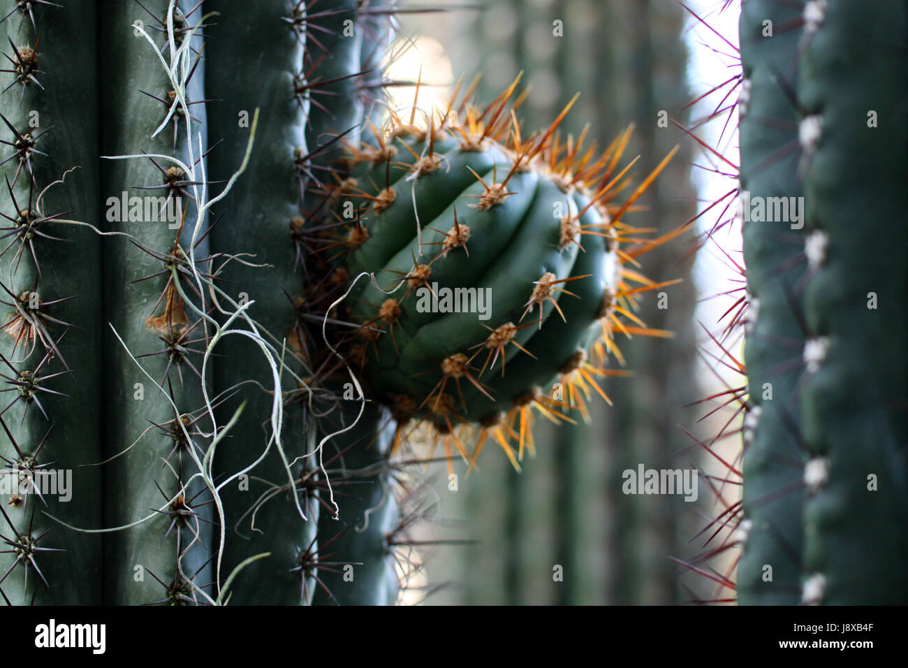 bud, cacti, cactus, round, germination, thorns, pillar, bud, offspring ...