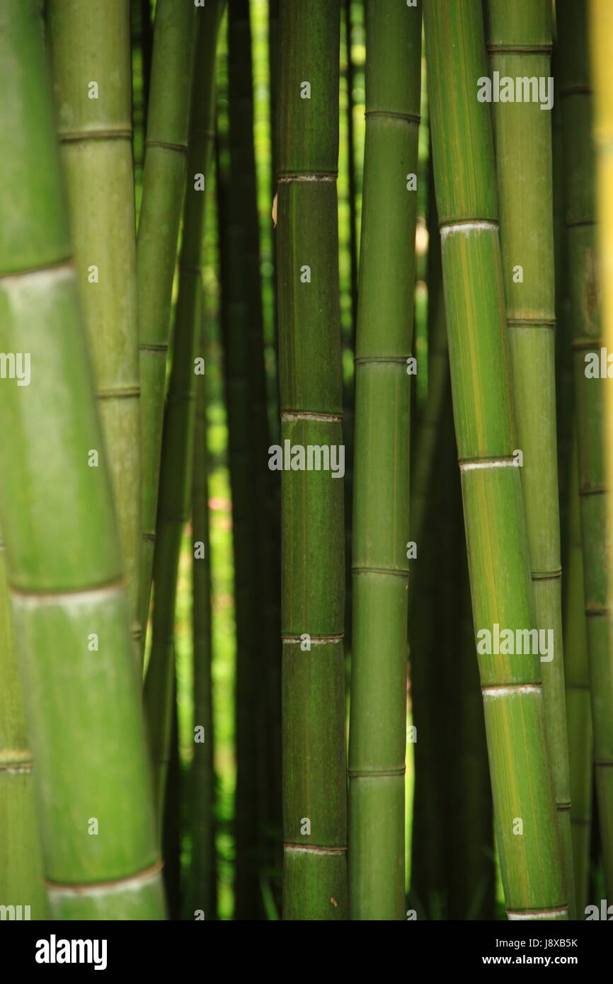 Ornamental cane hi-res stock photography and images - Alamy