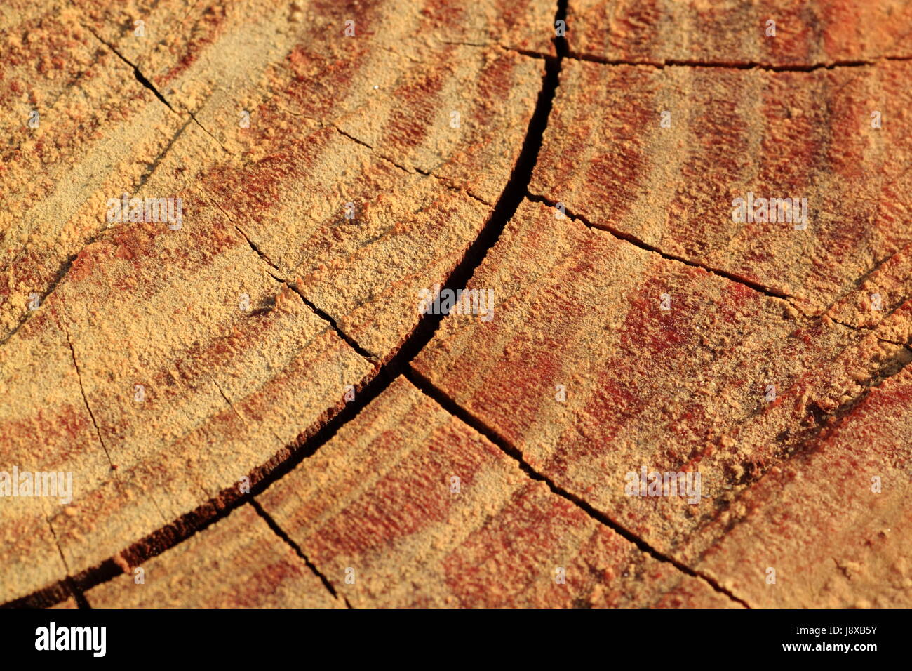 tree, rings, crack, chop, fissure, age, plant, nature, death, tree ...