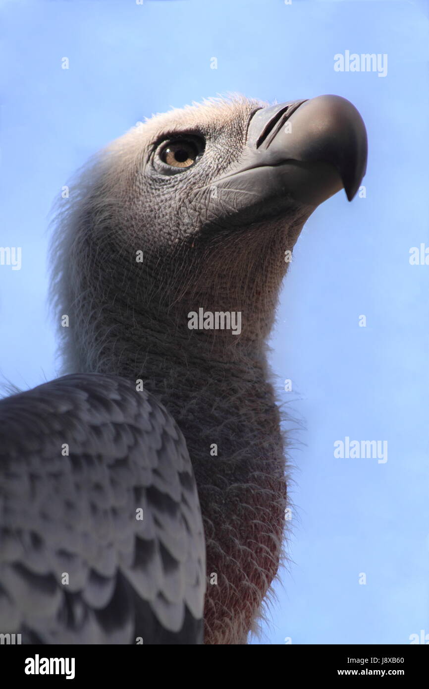 closeup, animal, bird, wild, africa, face, portrait, eye, organ, wing ...