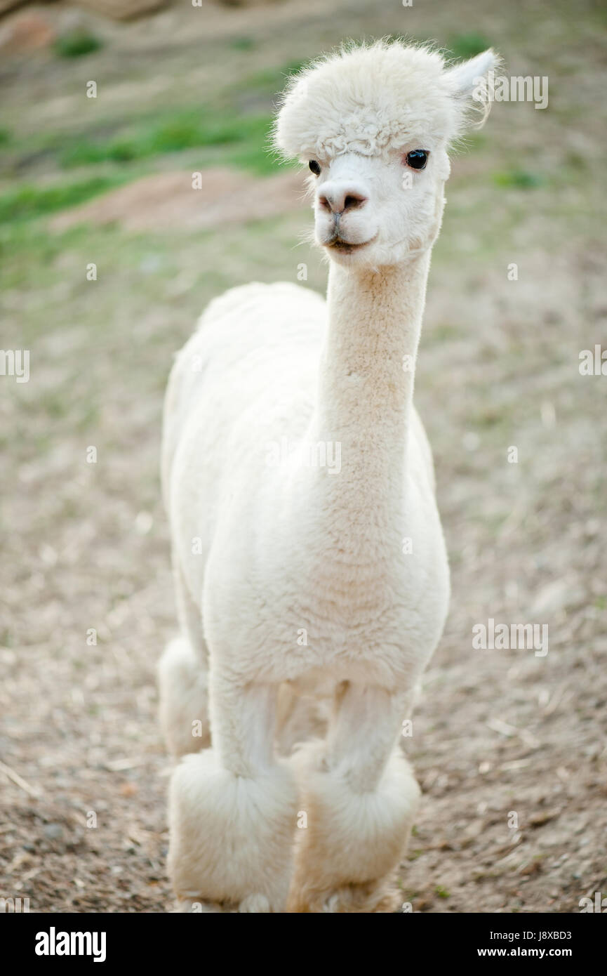 Peru alpaca shorn hi-res stock photography and images - Alamy