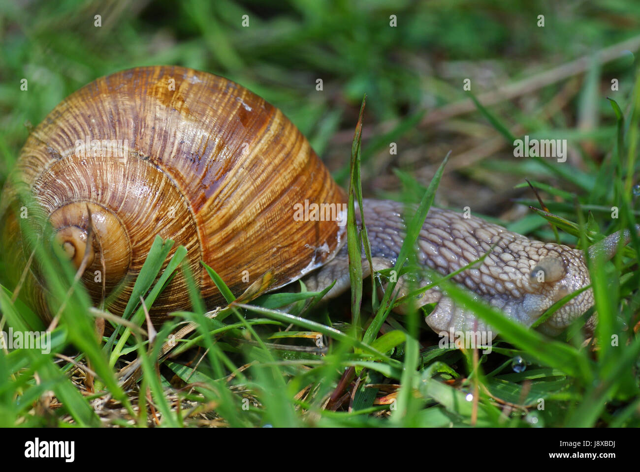 animal, shell, slug, snail, tentacle, meadow, grass, lawn, green ...