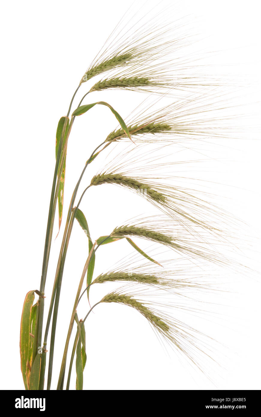 leaf, wheat, ear, rye, cereal, lawn, green, grain, plant, leaf, macro ...