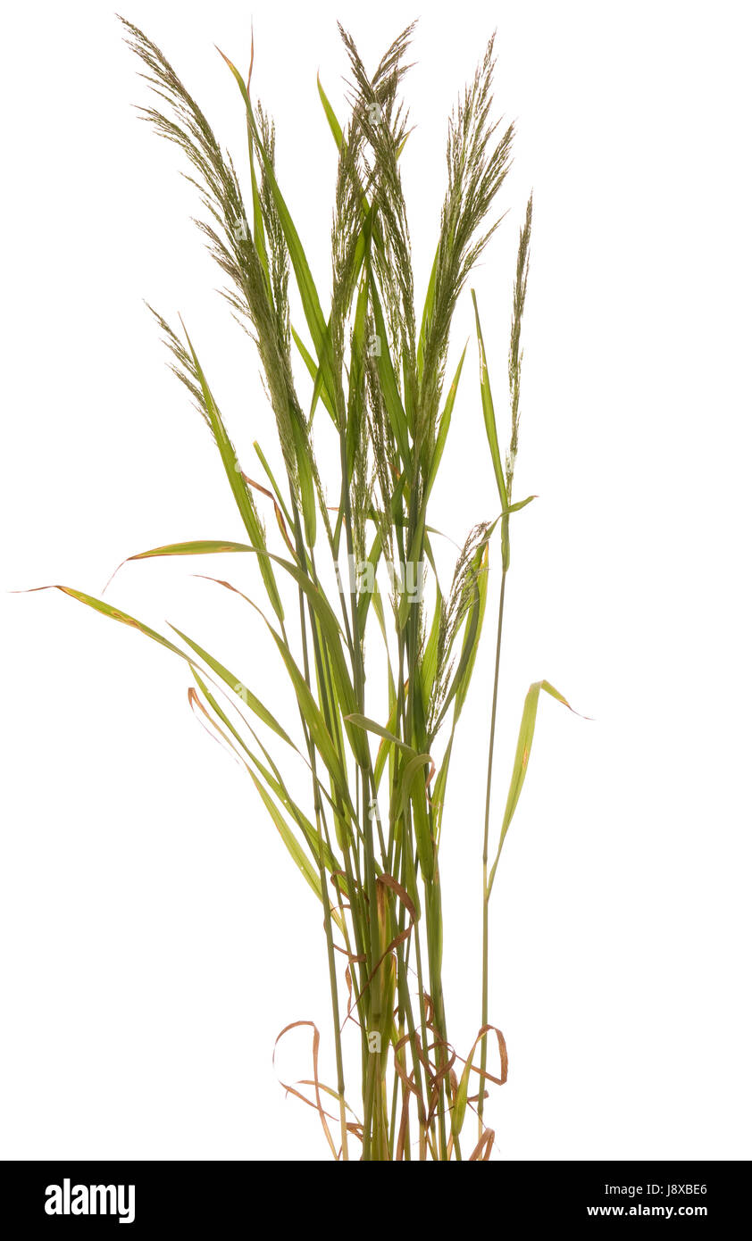 closeup, tuft, meadow, grass, lawn, green, nature, plant, closeup ...
