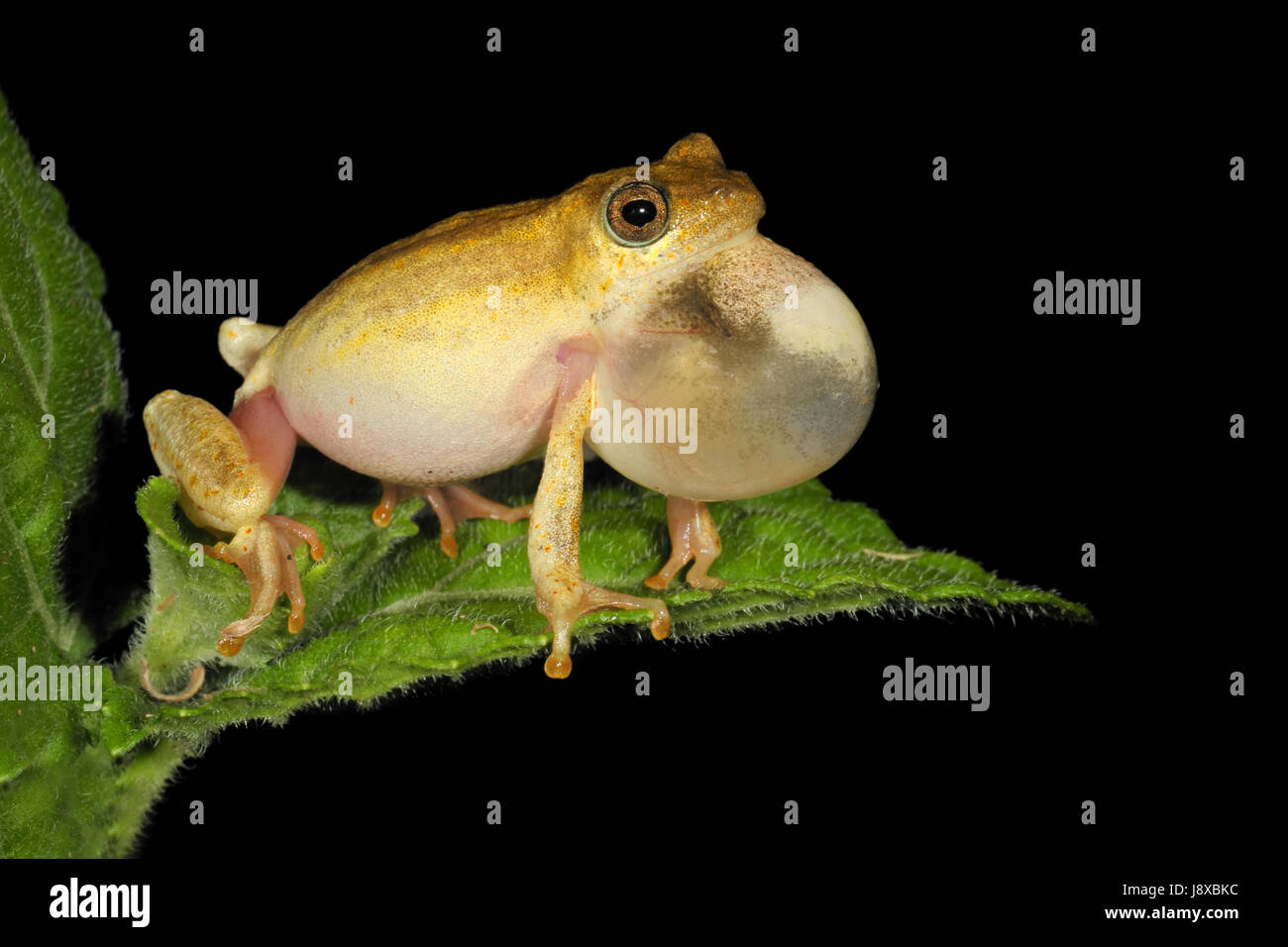 call, amphibian, male, masculine, frog, appeal, calling, nature, call ...