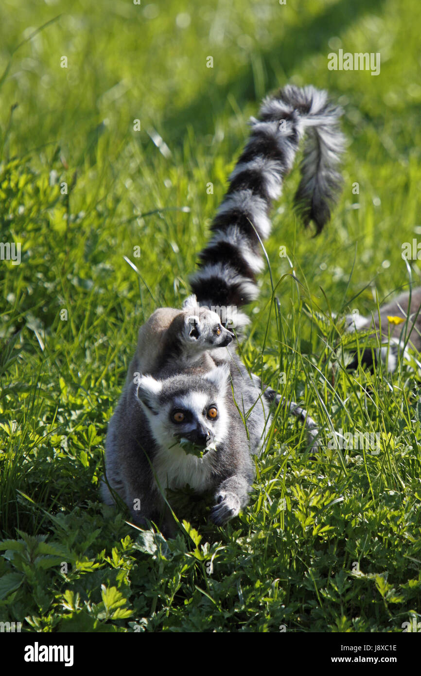 Kattafamilie hi-res stock photography and images - Alamy