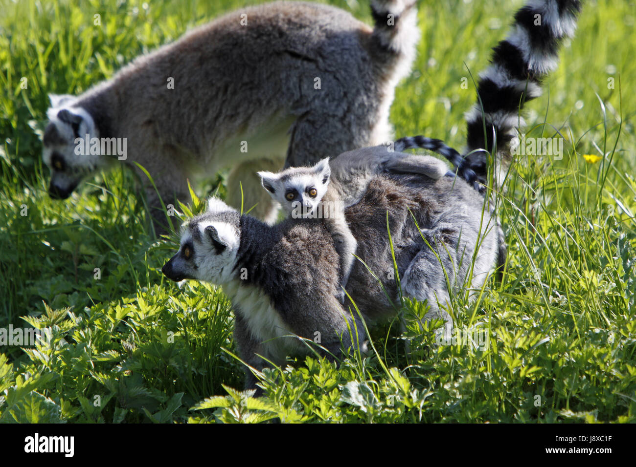 Kattafamilie hi-res stock photography and images - Alamy