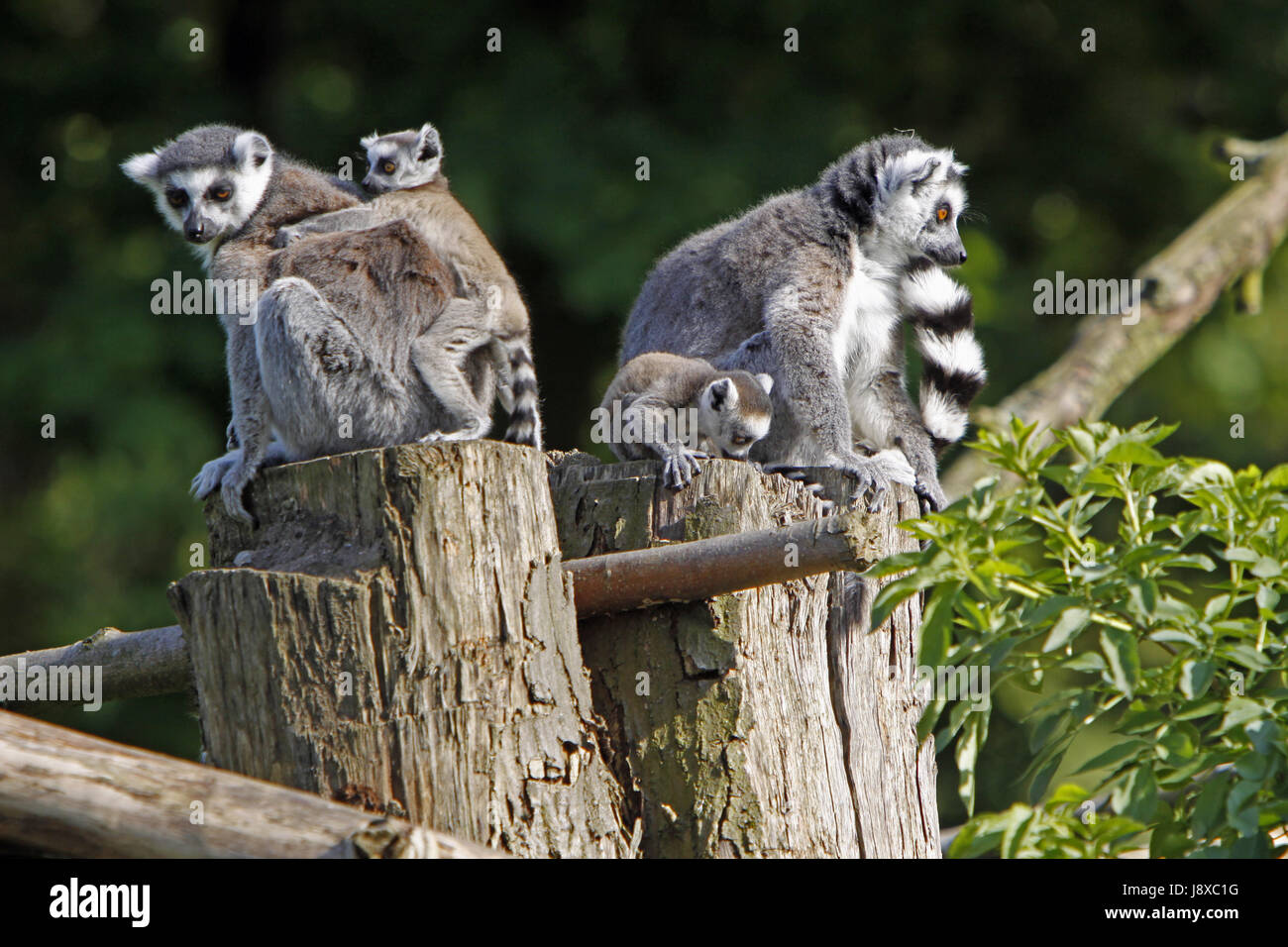 Kattafamilie hi-res stock photography and images - Alamy
