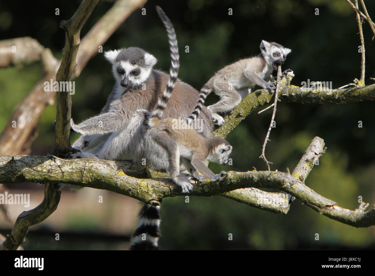 Kattafamilie hi-res stock photography and images - Alamy