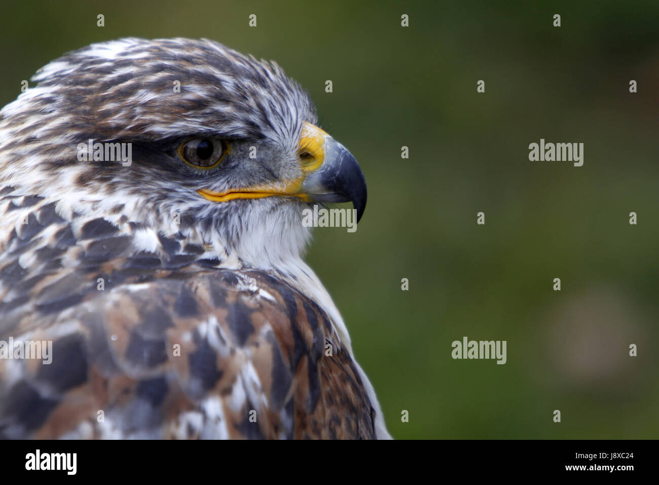 king rough-legged buzzard Stock Photo - Alamy