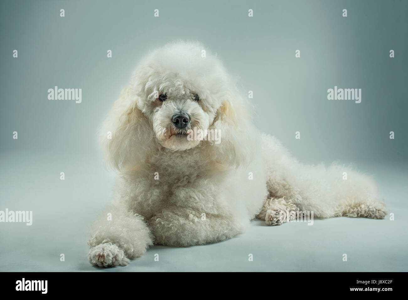 Beautiful white poodle posing in the studio Stock Photo - Alamy