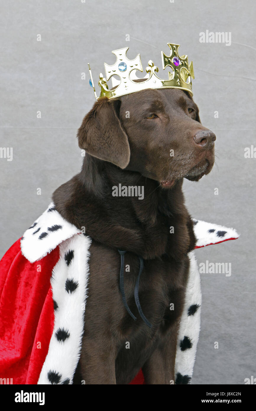 chocolate labrador dressed as king Stock Photo - Alamy