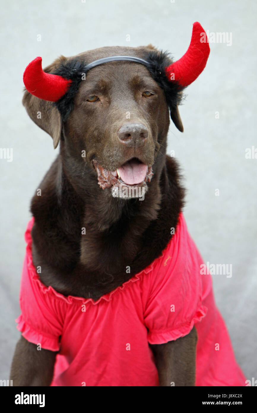 labrador dressed as devil Stock Photo - Alamy
