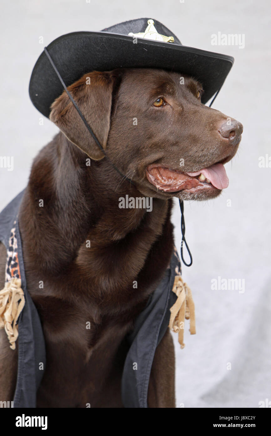 labrador dressed as sheriff Stock Photo - Alamy