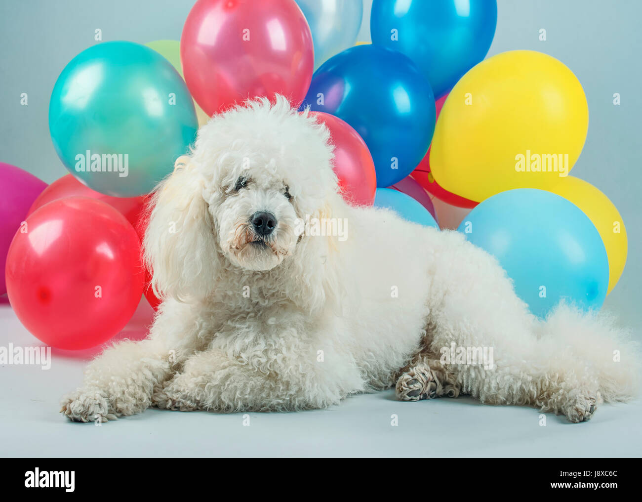 White dog with colorful balloons Stock Photo - Alamy