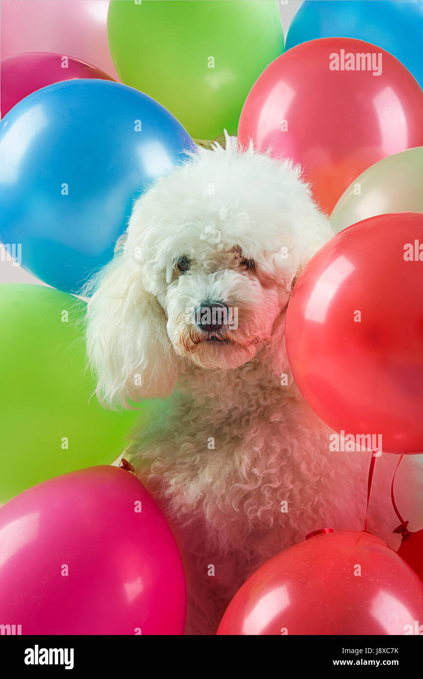 White dog with colorful balloons Stock Photo - Alamy