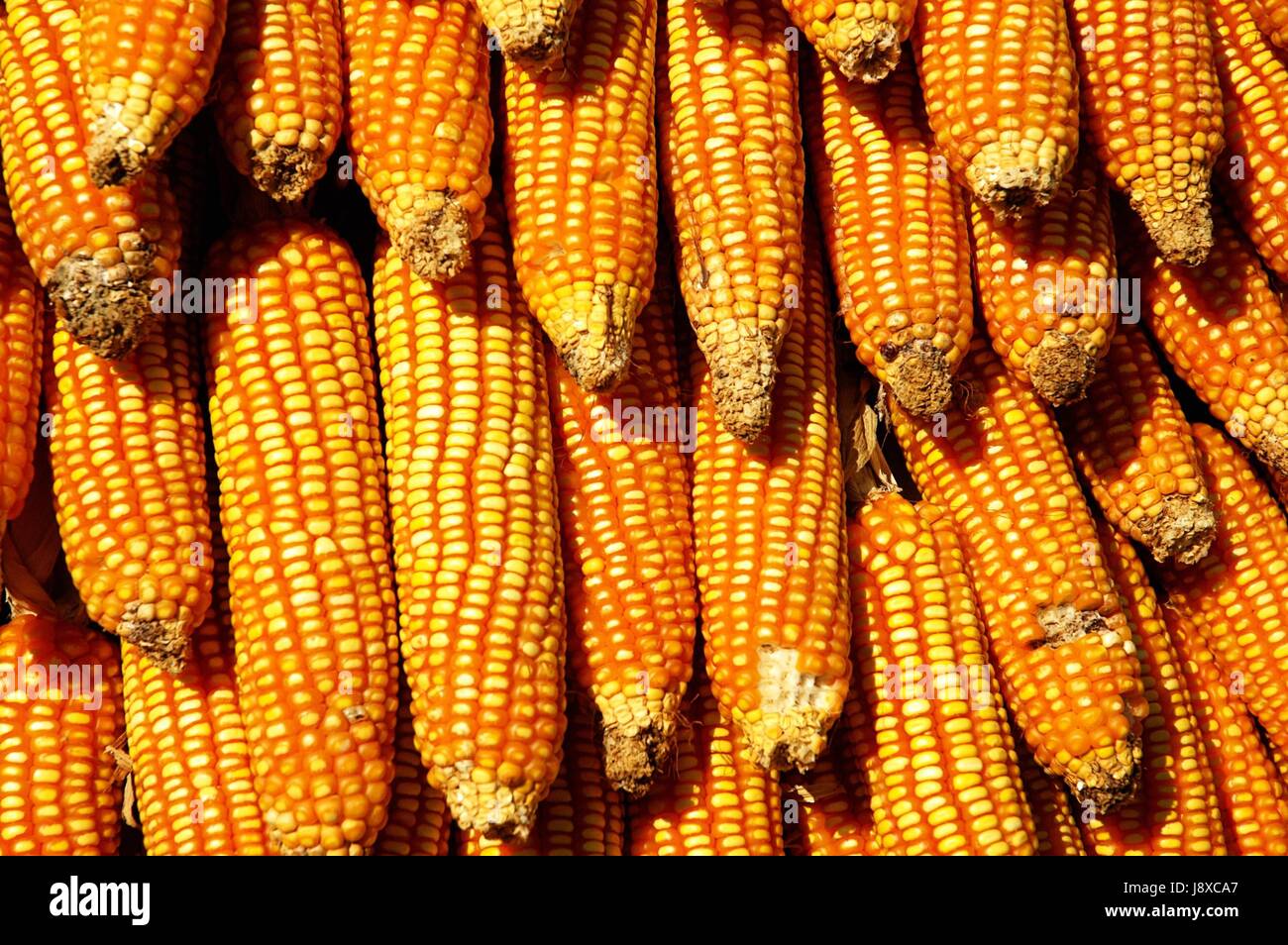 closeup, agriculture, farming, boil, cooks, boiling, cooking, corn ...