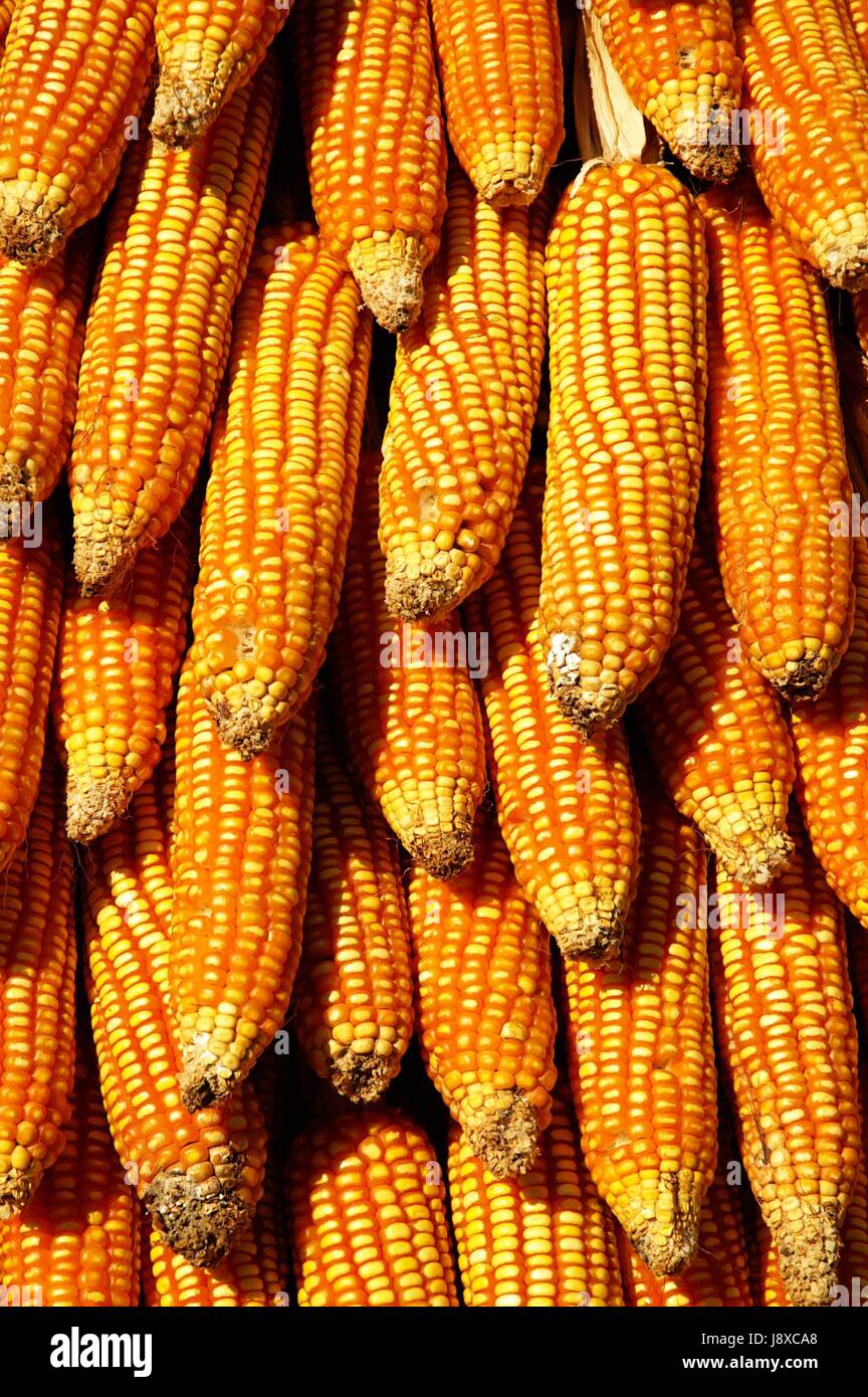 closeup, agriculture, farming, boil, cooks, boiling, cooking, corn ...