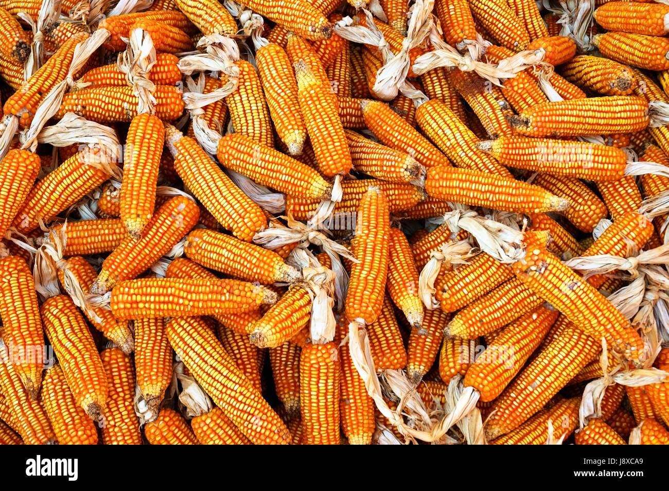 closeup, agriculture, farming, boil, cooks, boiling, cooking, corn ...