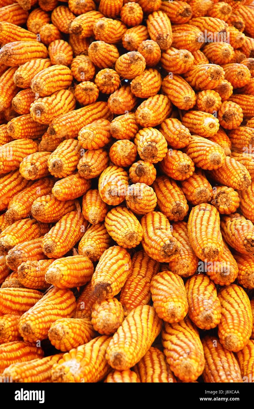 closeup, agriculture, farming, boil, cooks, boiling, cooking, corn ...