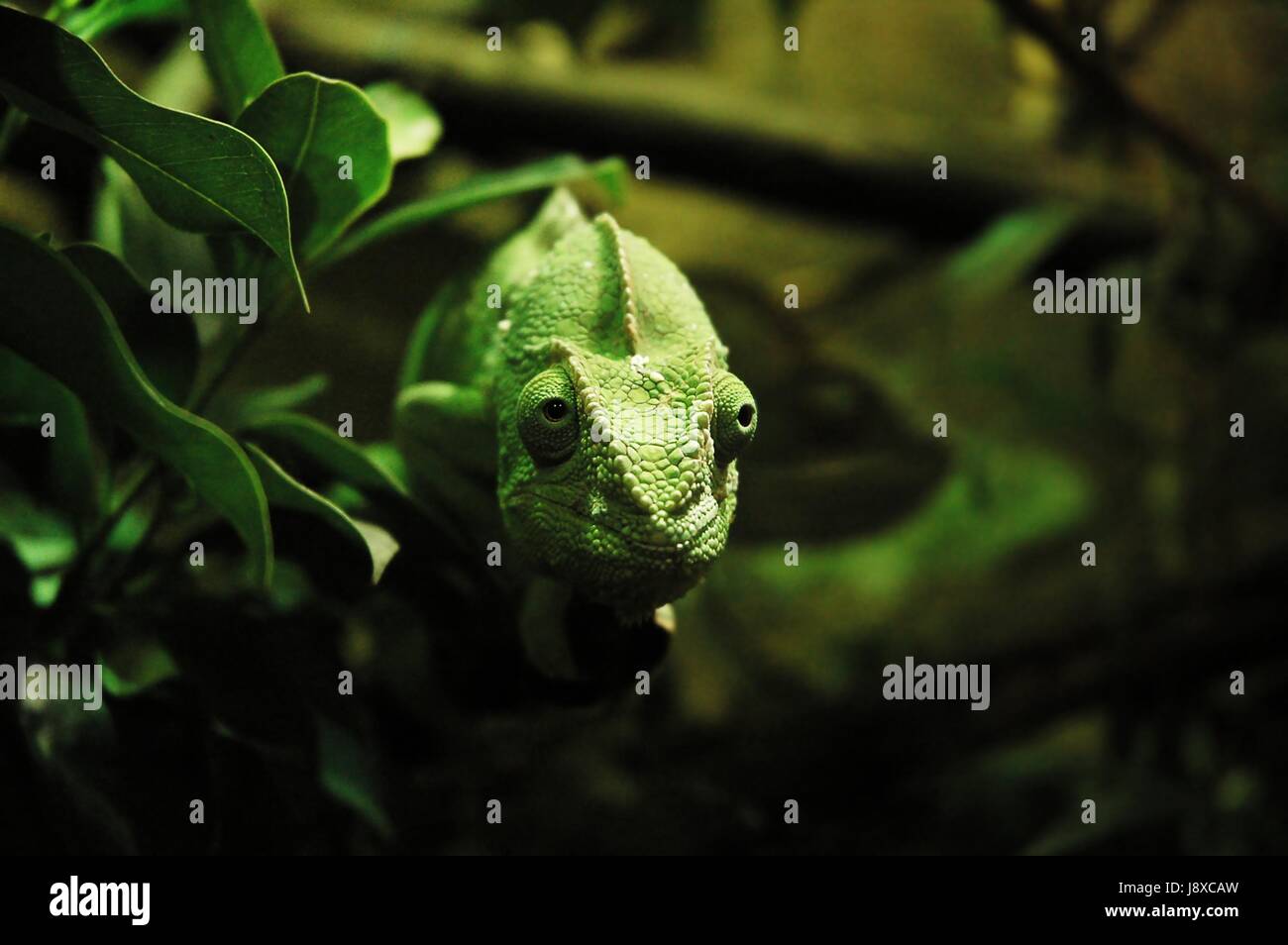 Reptile skin colour hi-res stock photography and images - Alamy
