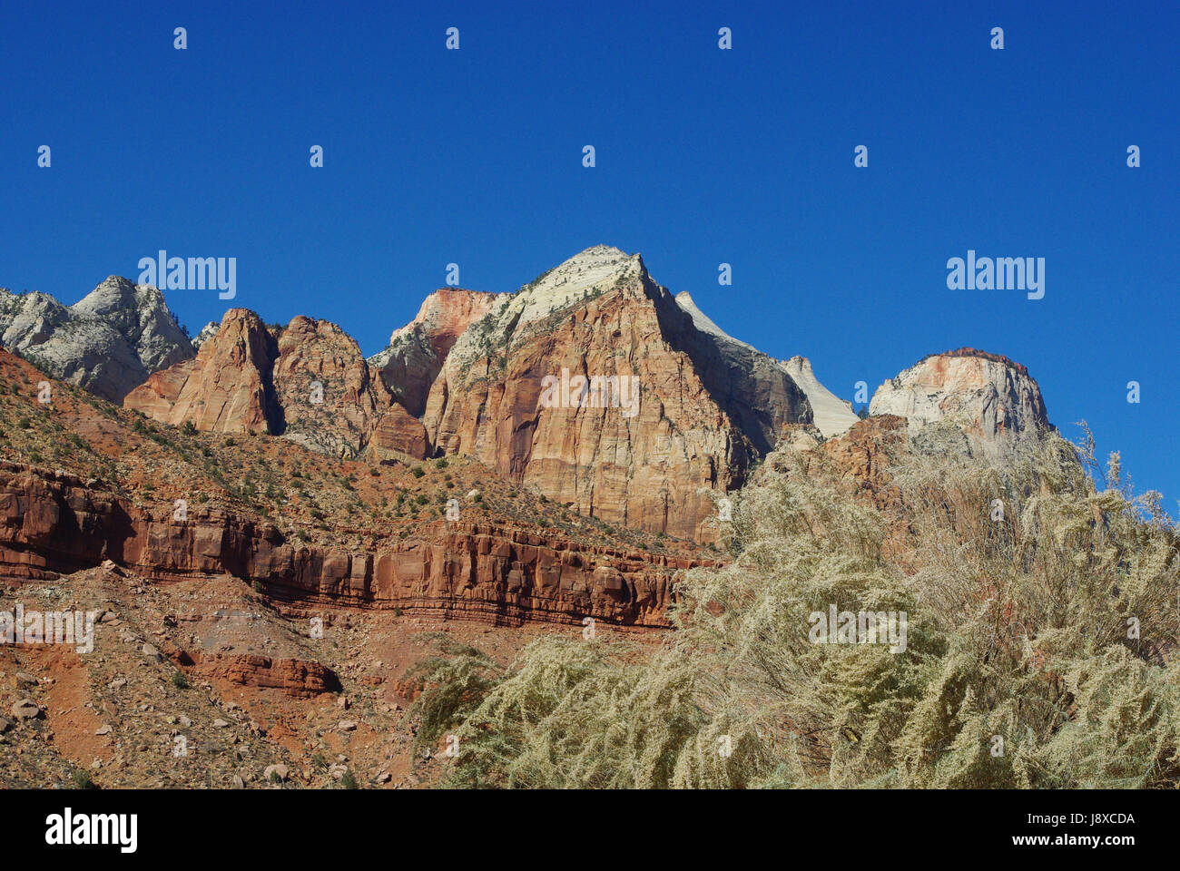 plant and mountains,zion national park,utah Stock Photo - Alamy