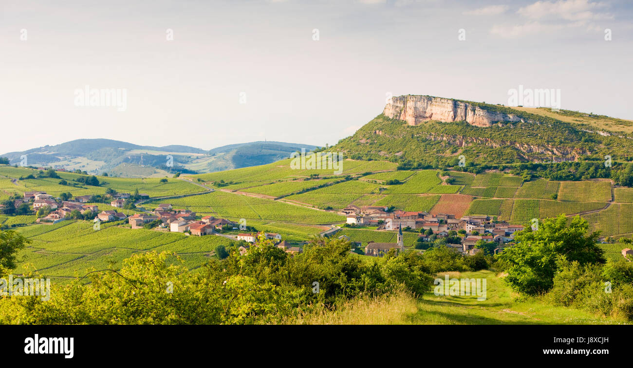vineyard, france, wineyard, travel, agriculture, farming, vineyards ...