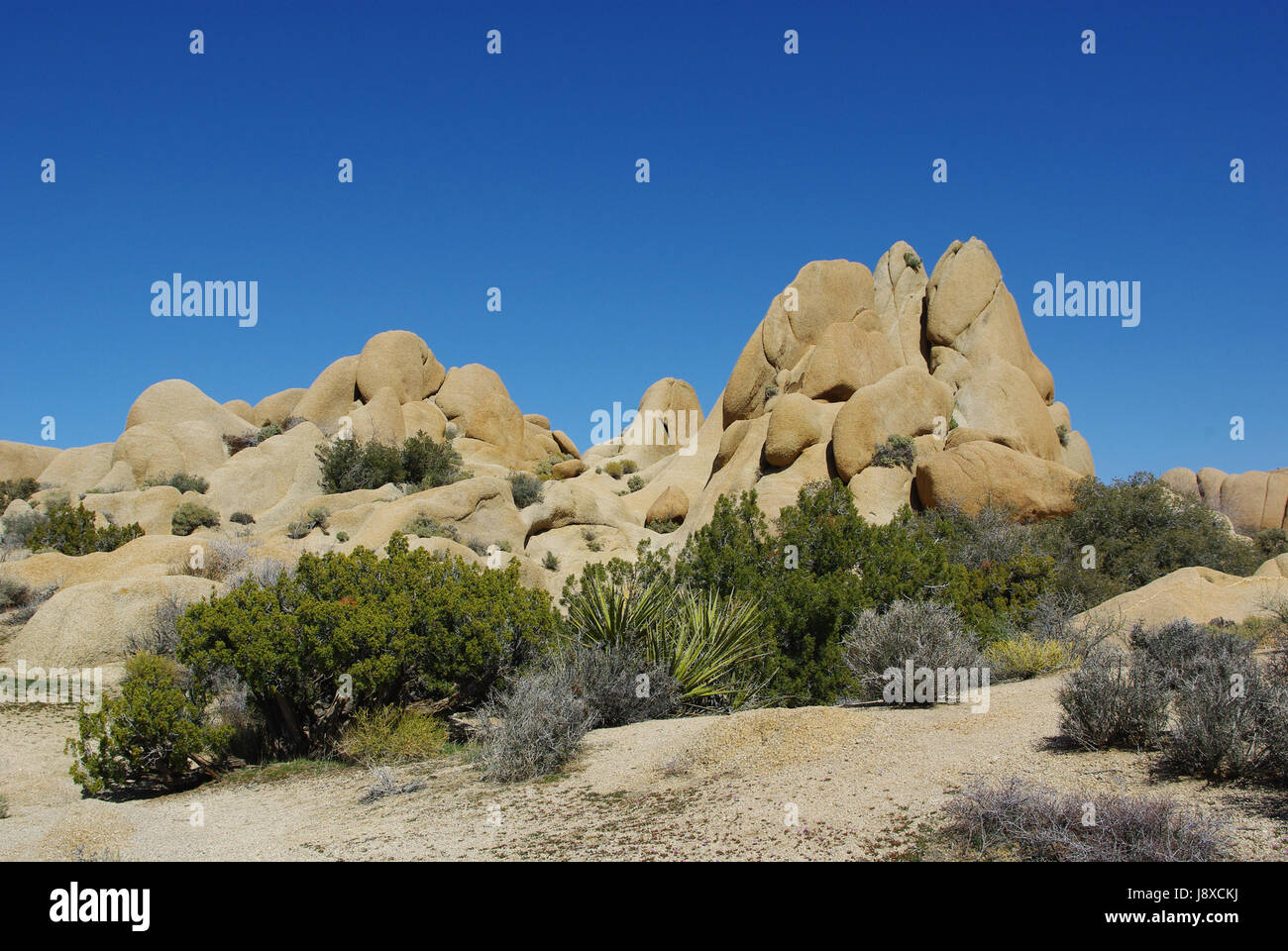 rocks,yucca and blue sky,joshua tree national park,california Stock ...