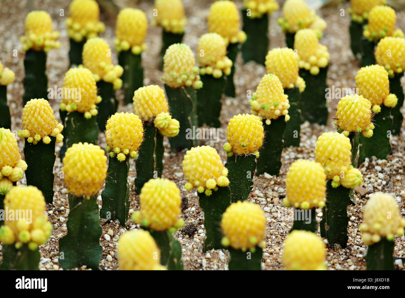 close, closeup, garden, desert, wasteland, ball, flora, botany, prickle ...