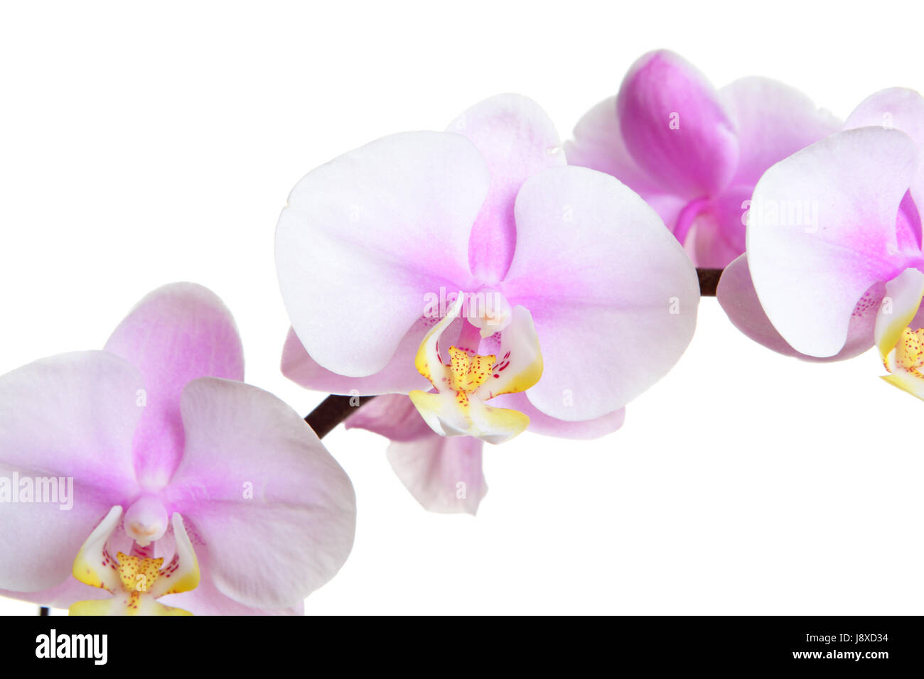 present, leaf, isolated, closeup, flower, plant, bloom, blossom ...