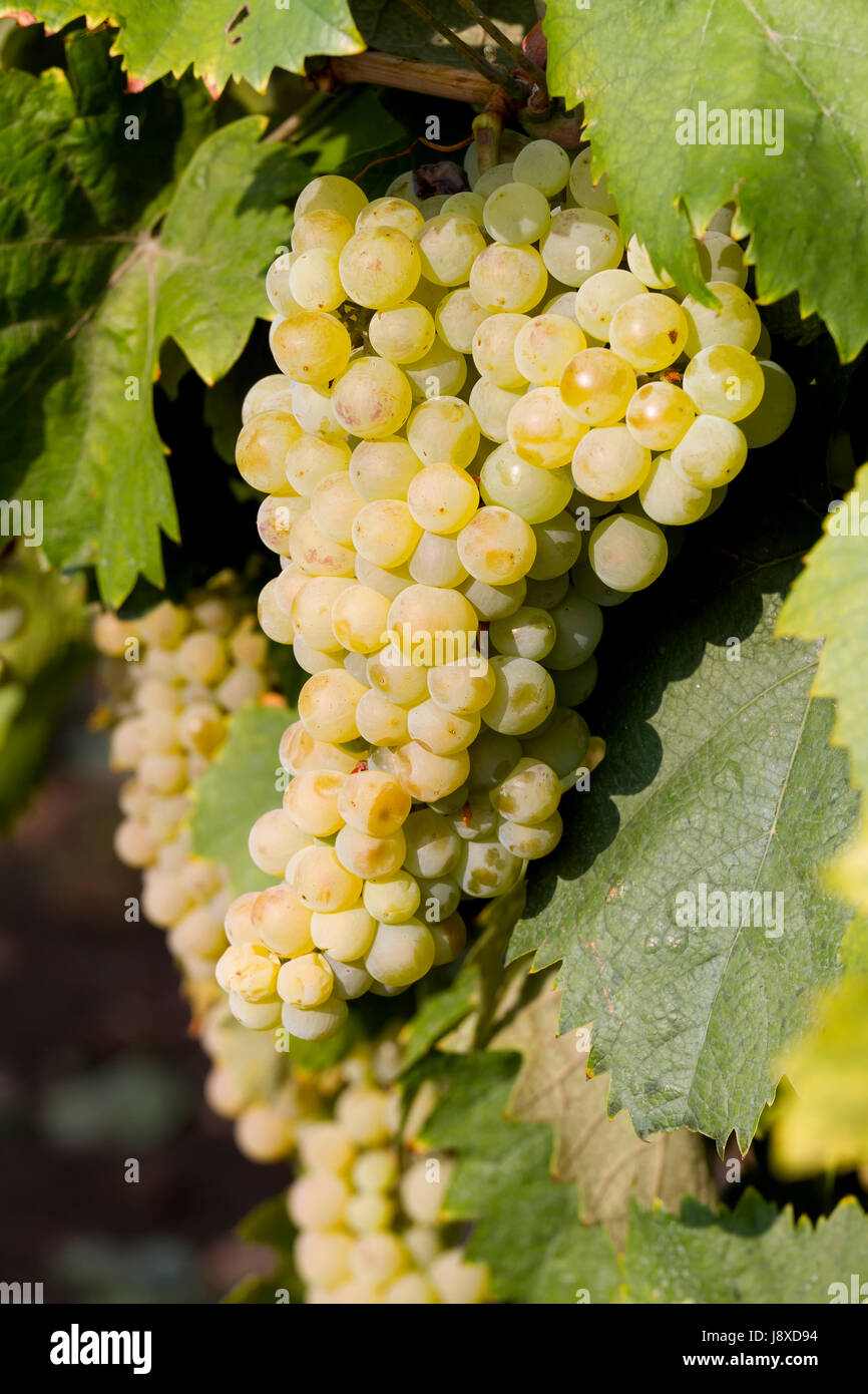 closeup, agriculture, farming, harvest, fruit, viticulture, nature ...