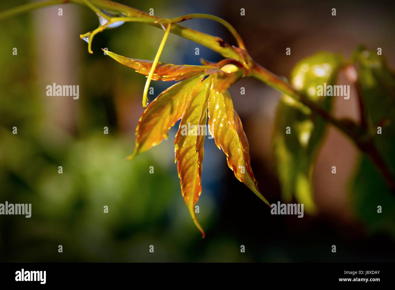 Golden vine hi-res stock photography and images - Alamy